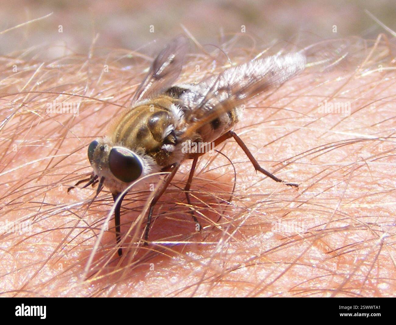 (Philoliche alternans), Insecta, De Mond, Overberg District ...