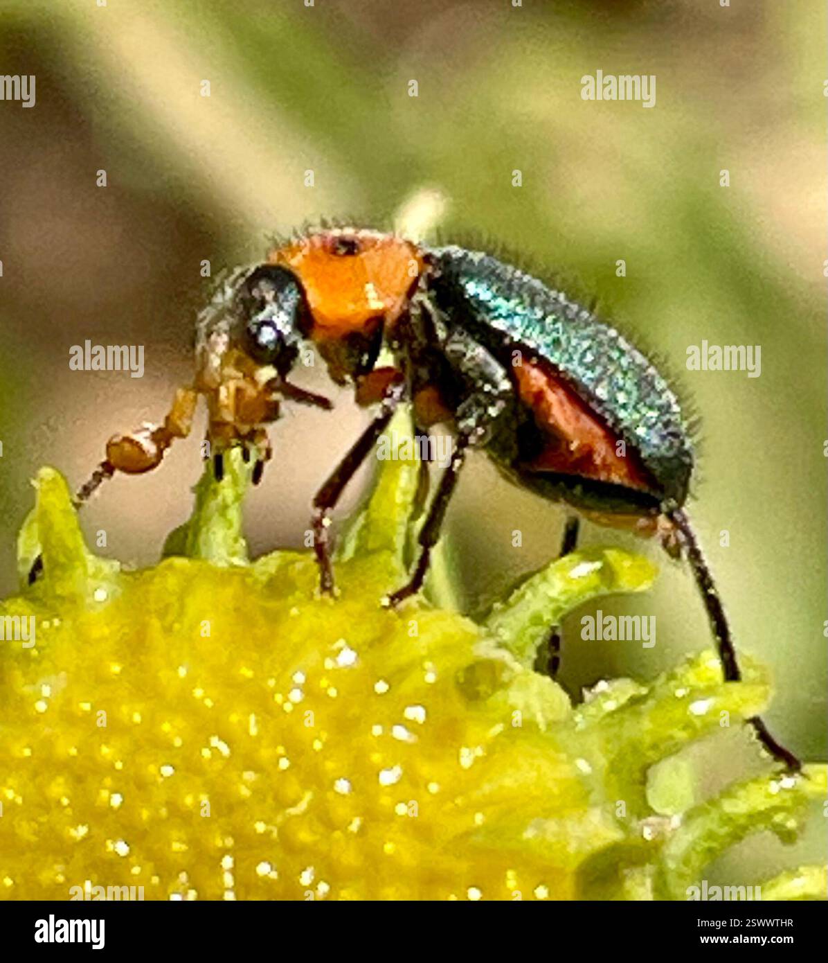 Two-Spotted Melyrid (Collops bipunctatus), Insecta, Earthship Way, Taos ...