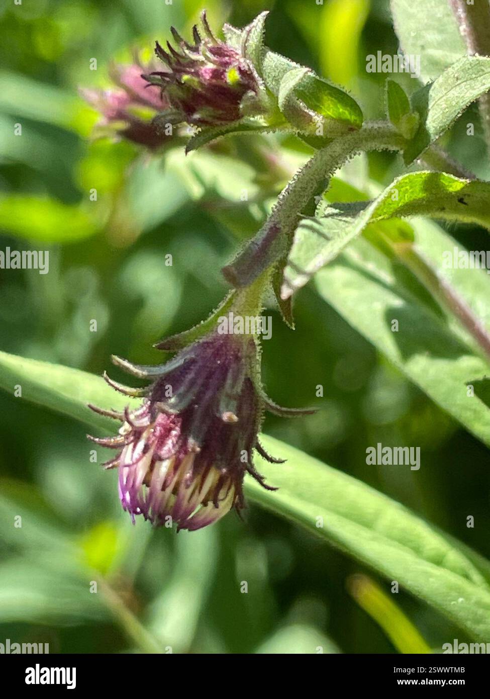 Great Northern Aster (Canadanthus modestus), Plantae, Mt. Baker ...