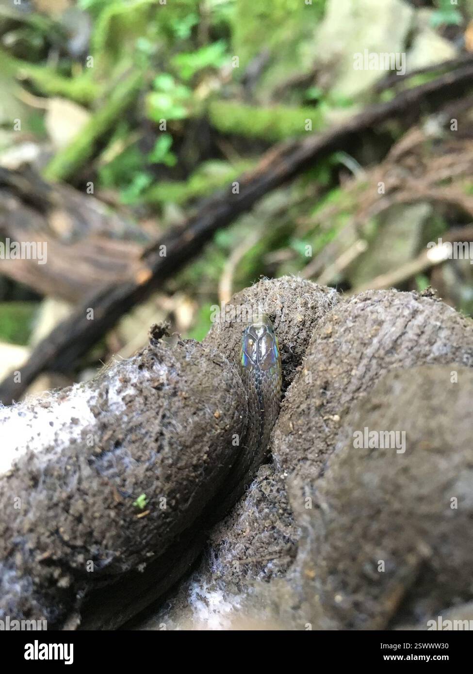 Peters' Odd-scaled Snake (Achalinus spinalis), Reptilia, Nagano, JP ...