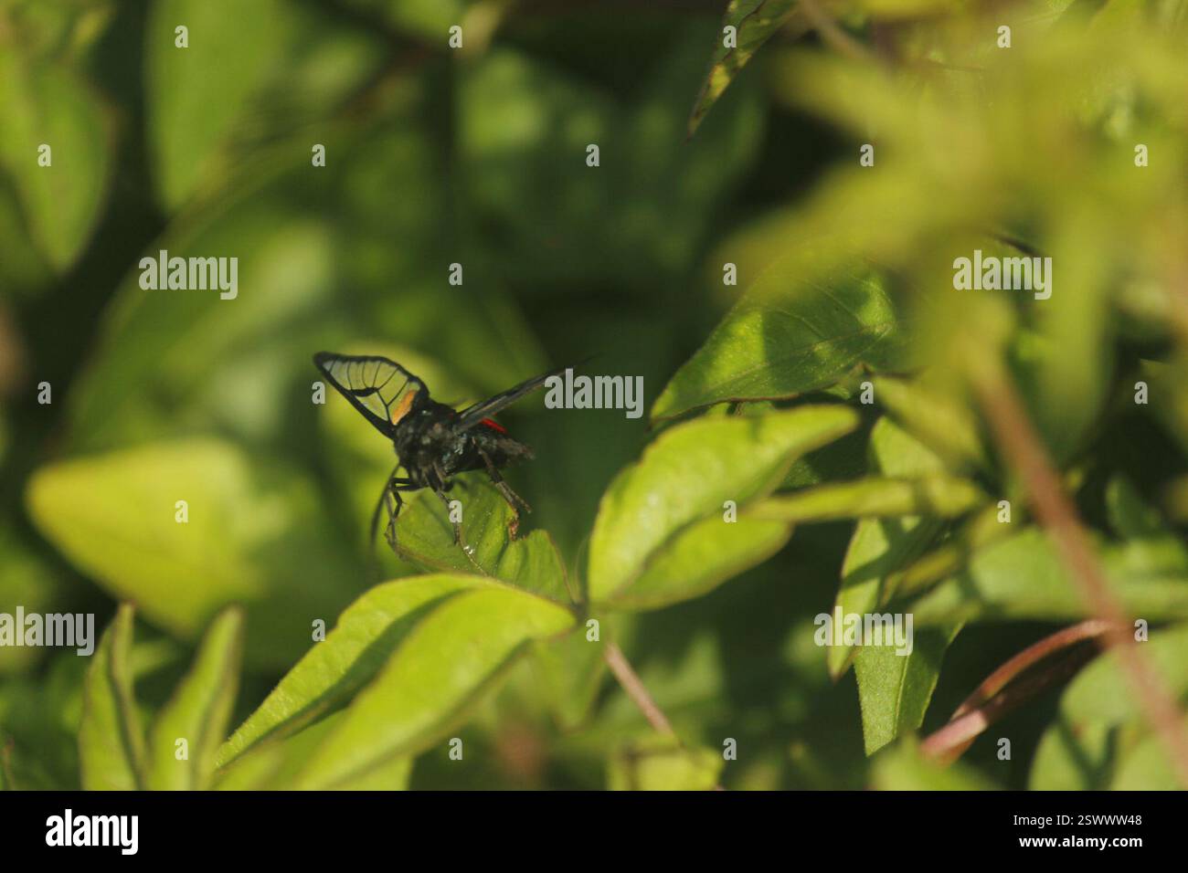 (Dinia), Insecta, Pantanos de Villa, Chorrillos, Perú Stock Photo - Alamy