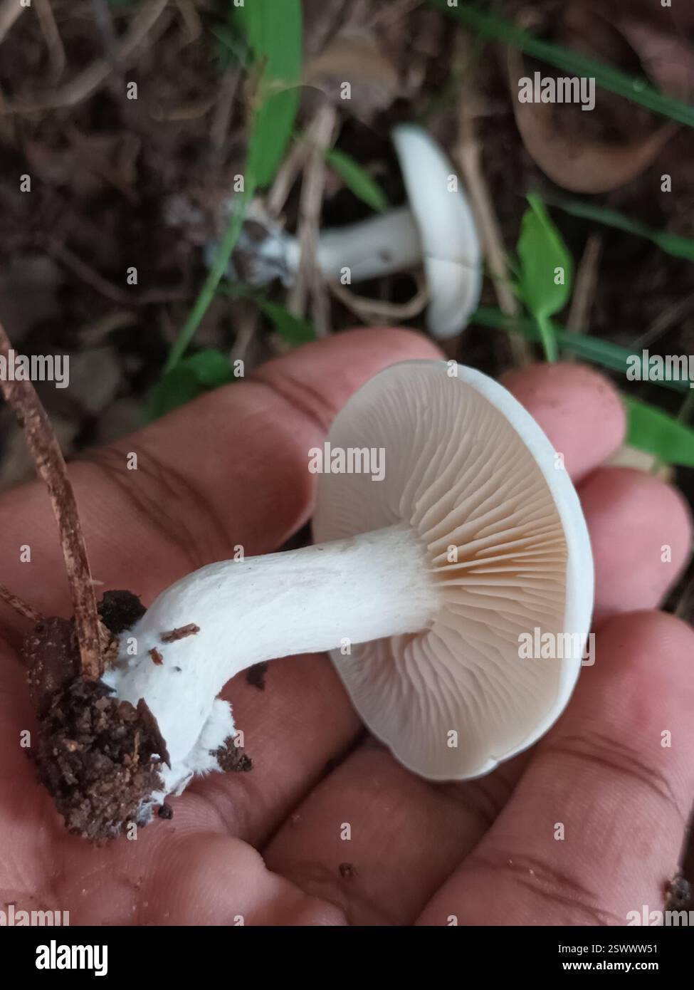 Sweetbread Mushroom (Clitopilus prunulus), Fungi, CXHG+C5V ...
