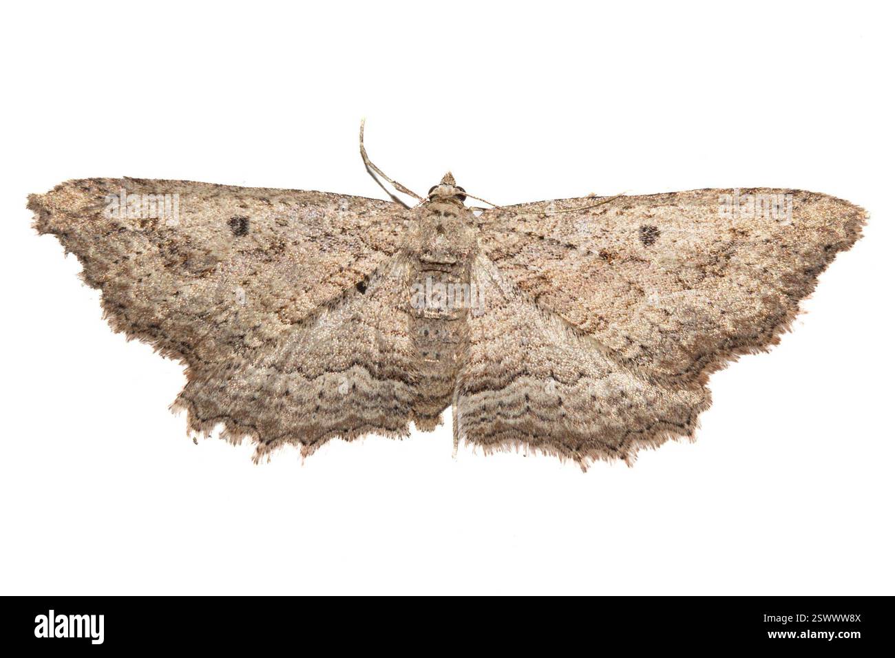 (Austrocidaria), Insecta, Naseby, New Zealand, Mid-winter. Mild night ...