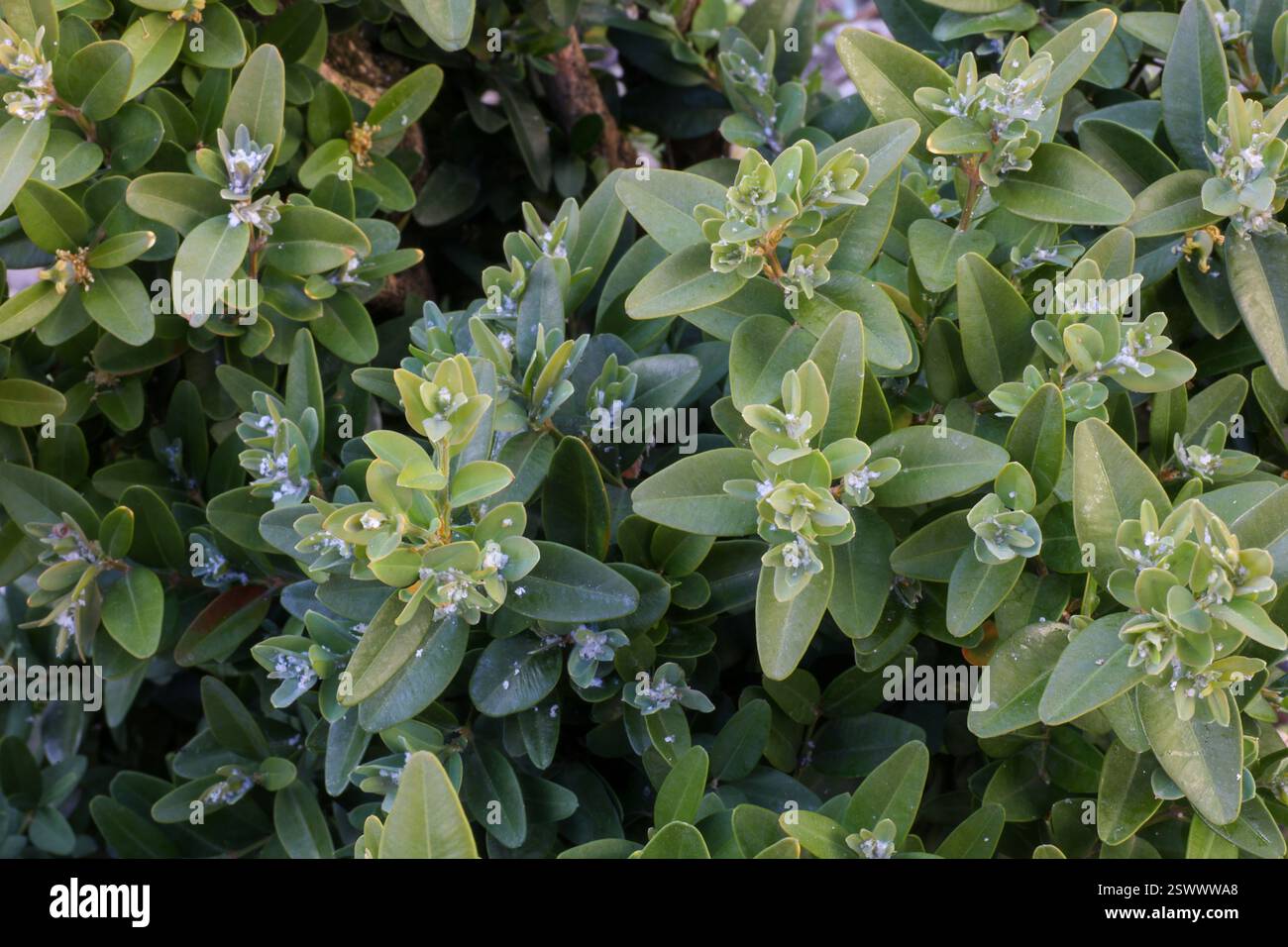 close view of a fluffy pest on boxwood leaves. it is a common ...