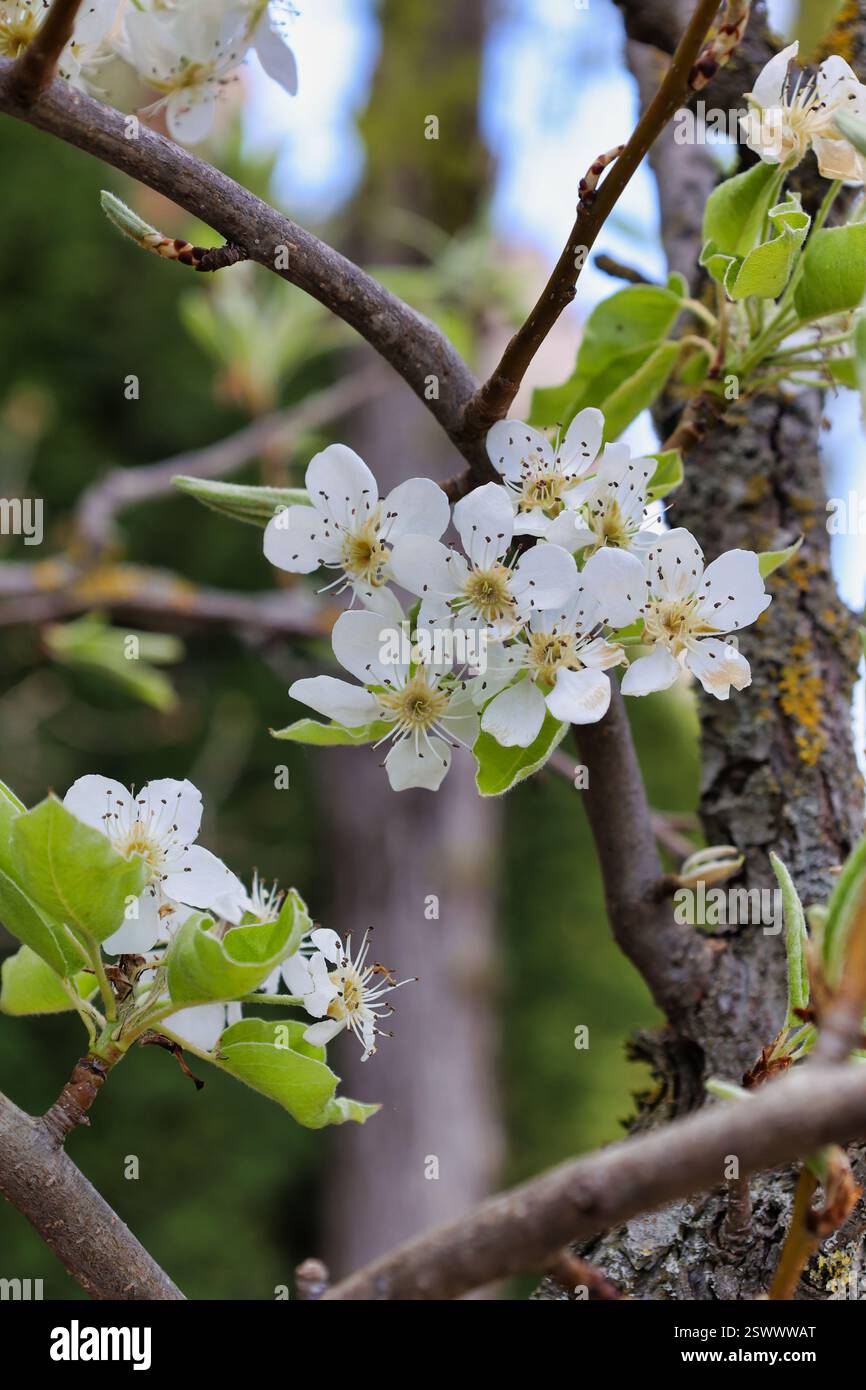 common pear branches in bloom, pyrus communis with white flowers Stock ...