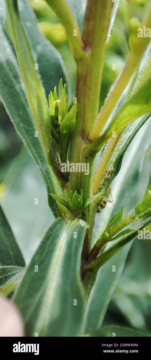 giant goldenrod (Solidago gigantea), Plantae, Alexandria, UK Stock ...