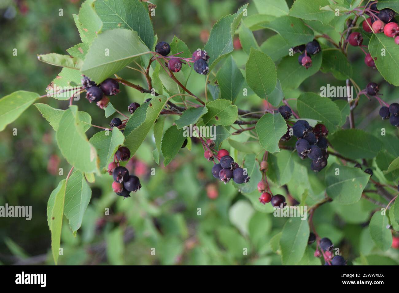 Saskatoon (Amelanchier alnifolia), Plantae, Powerview, Powerview-Pine ...