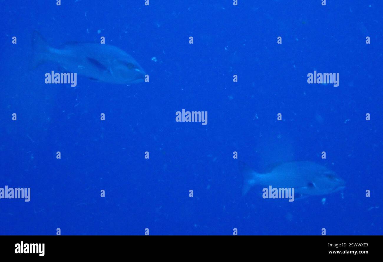 Two-spot Red Snapper (Lutjanus bohar), Actinopterygii, Red Sea, Red Sea ...