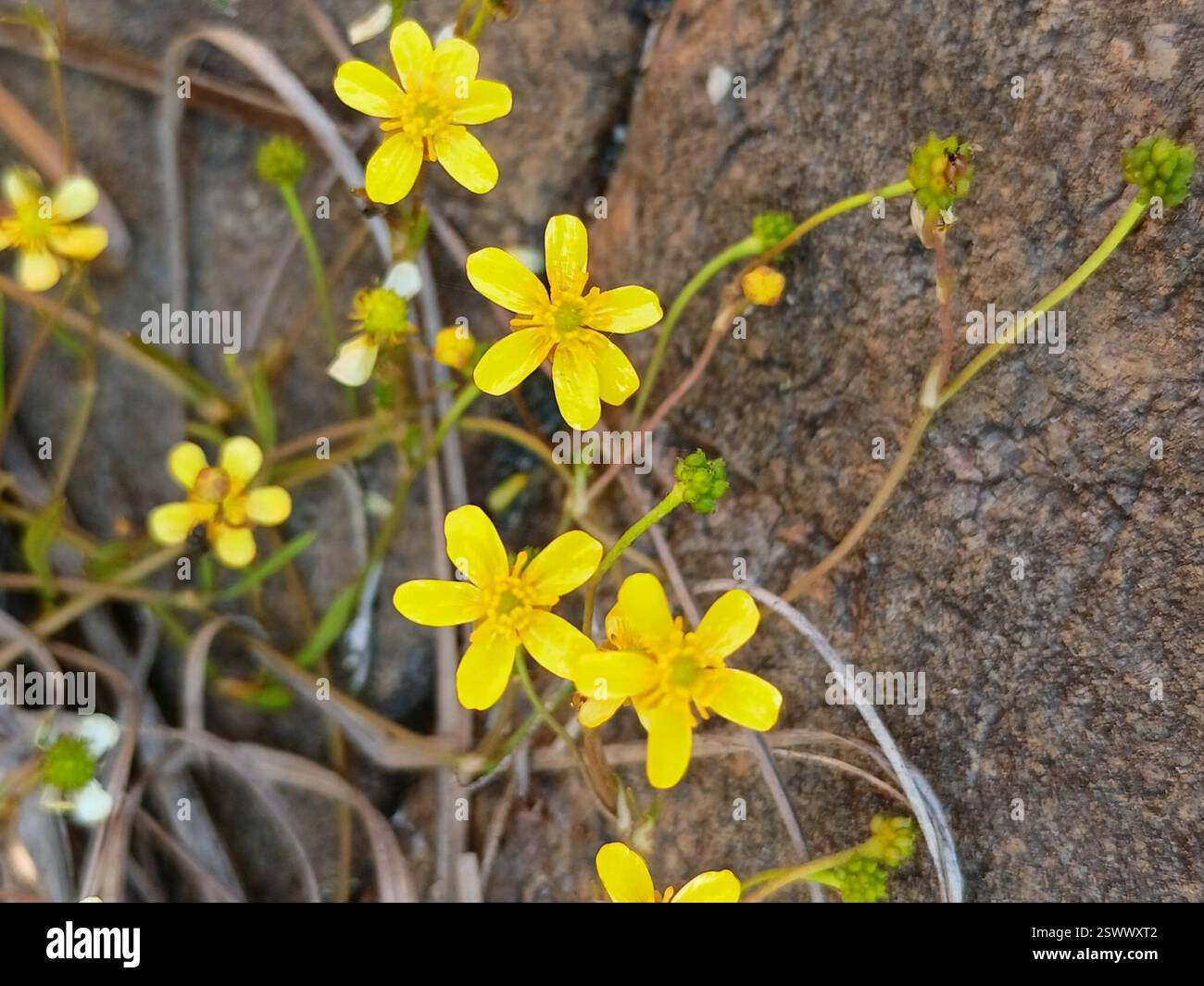 Creeping Spearwort (Ranunculus reptans), Plantae, Лахденпохский р-н ...
