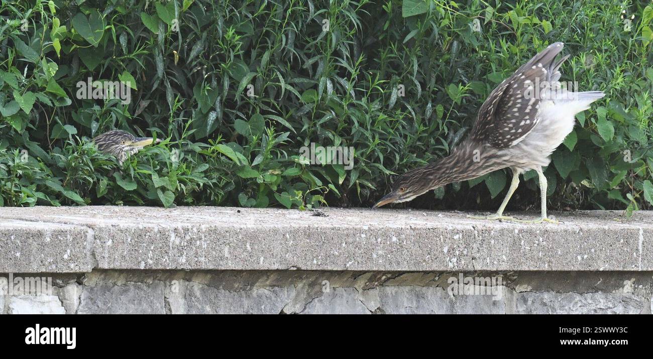 Black-crowned Night Heron (Nycticorax nycticorax), Aves, O'Fallon Park ...