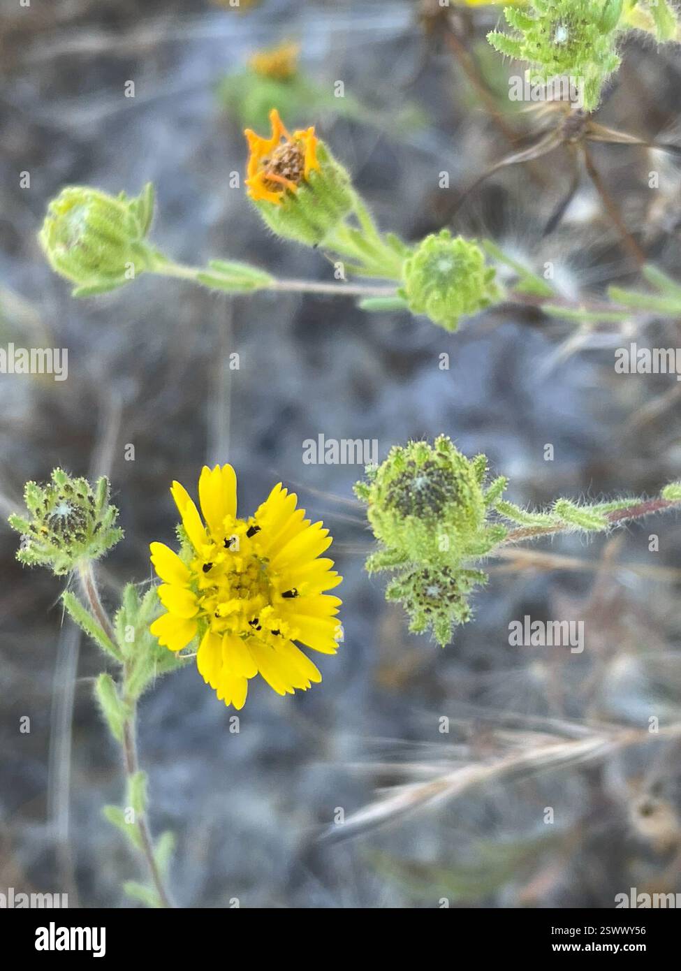 Coastal Tarweed (Deinandra corymbosa), Plantae, Fort Ord National ...