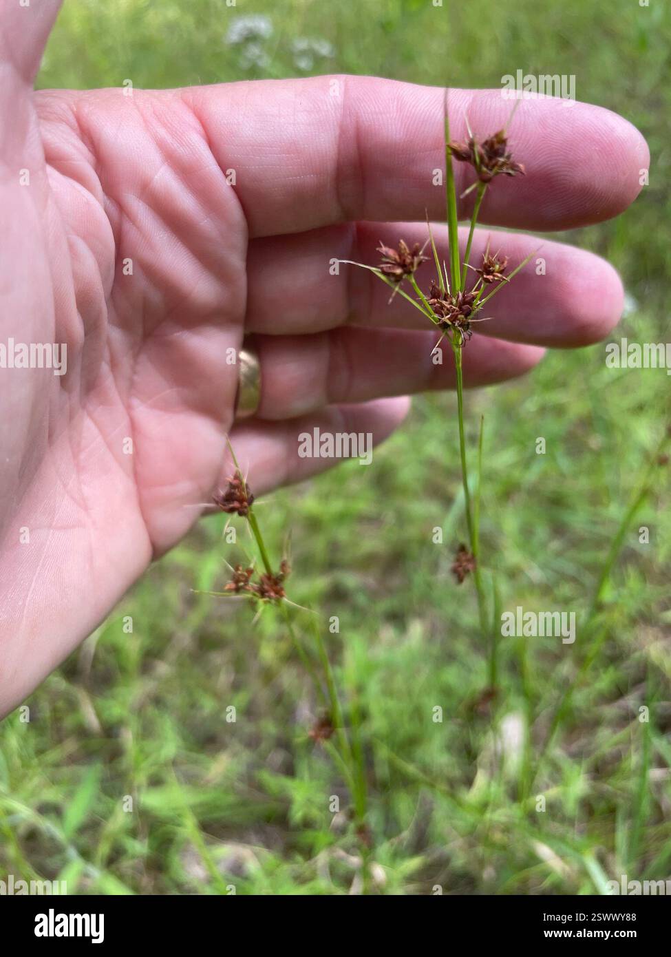 Globe Beaksedge (Rhynchospora recognita), Plantae, Airport Rd, Wadesboro, NC, US, Little Park ...