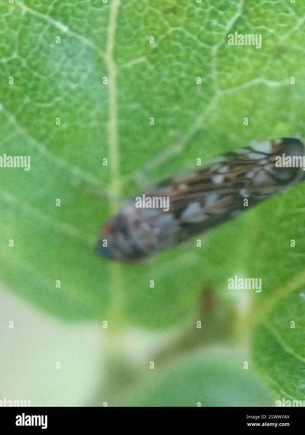 Archbald hi-res stock photography and images - Alamy