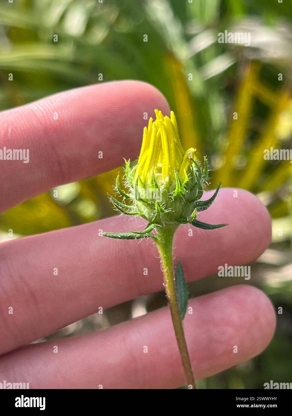 Florida false sunflower (Phoebanthus grandiflorus), Plantae, Volusia ...