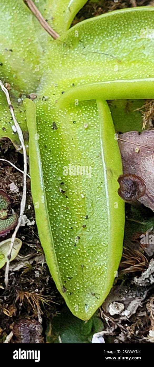 Common Butterwort (Pinguicula vulgaris), Plantae, Wilson Creek Falls ...