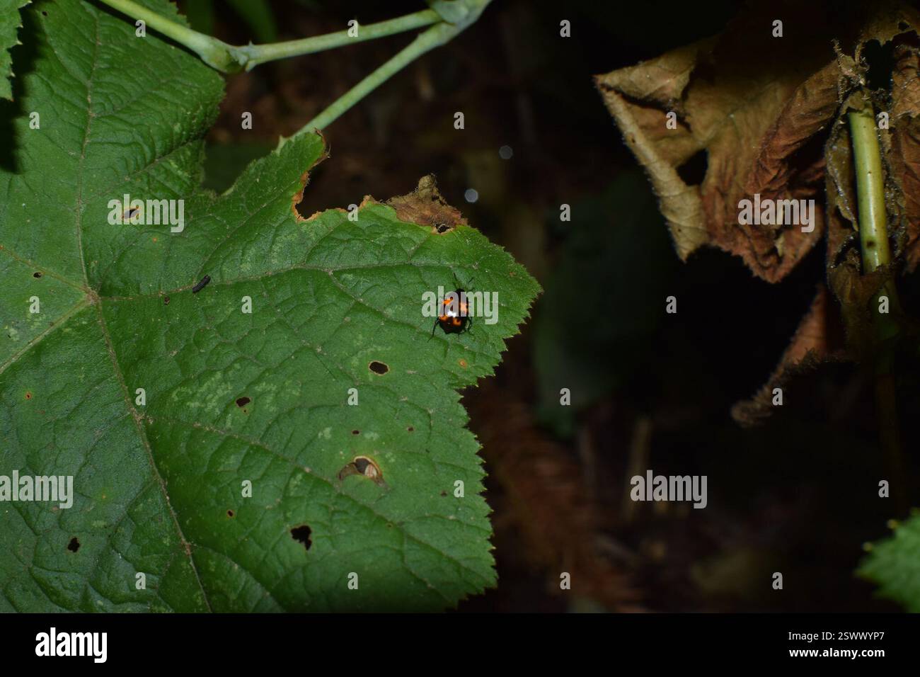 (Scaphidium stigmatinotum), Insecta, 中国浙江省杭州市临安区 Stock Photo - Alamy