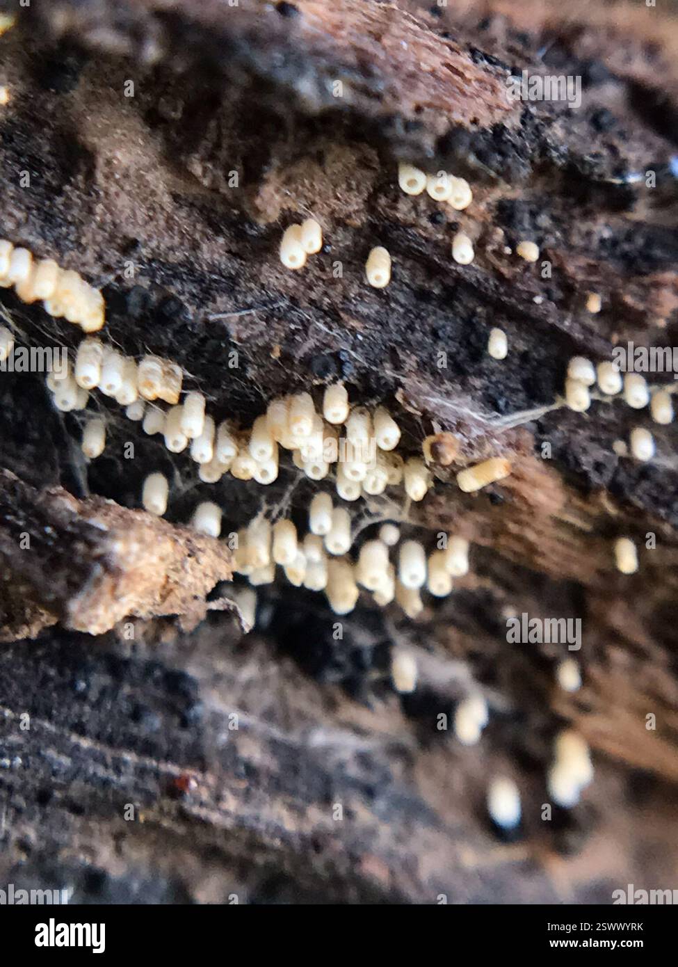 white tubelet (Henningsomyces candidus), Fungi, San Fernando, Provincia ...