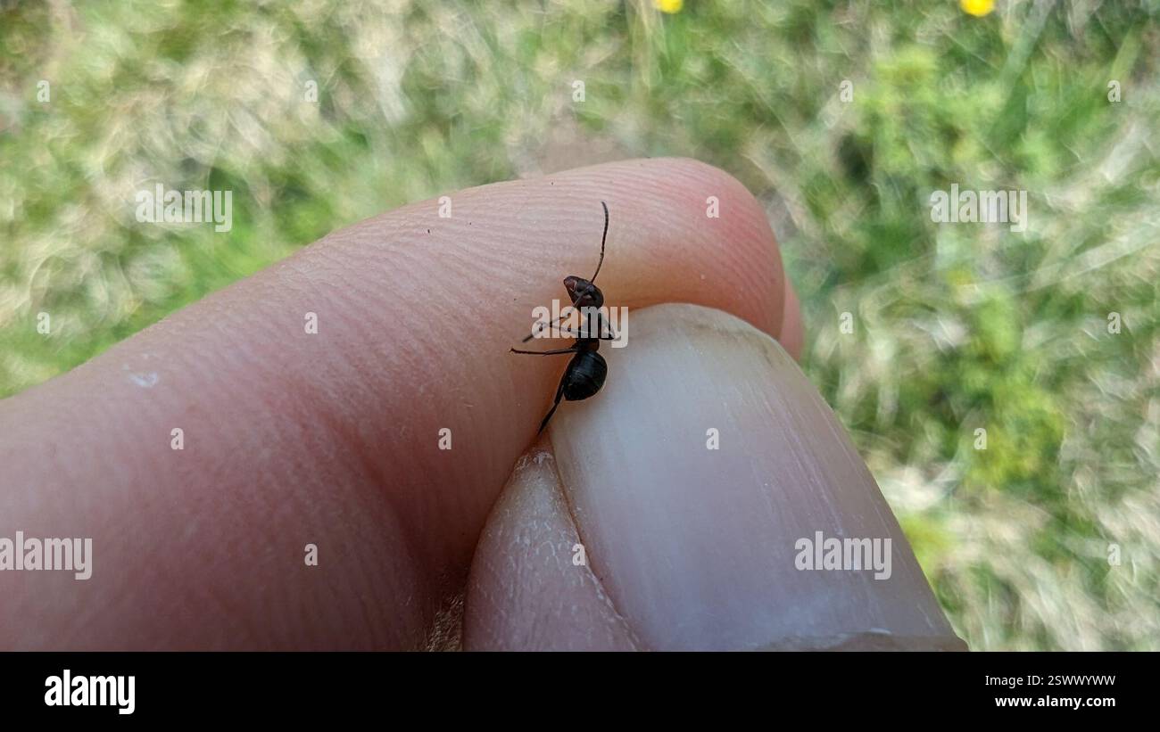 exsecta-group Wood and Mound Ants (Formica exsecta), Insecta, 1936 Val ...