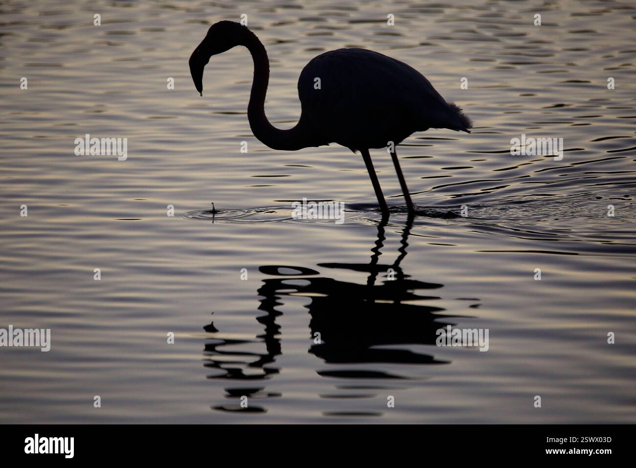 29.12.2024 Le Grau-du-Roi , Camarque, Südfrankreich Flamingo ...