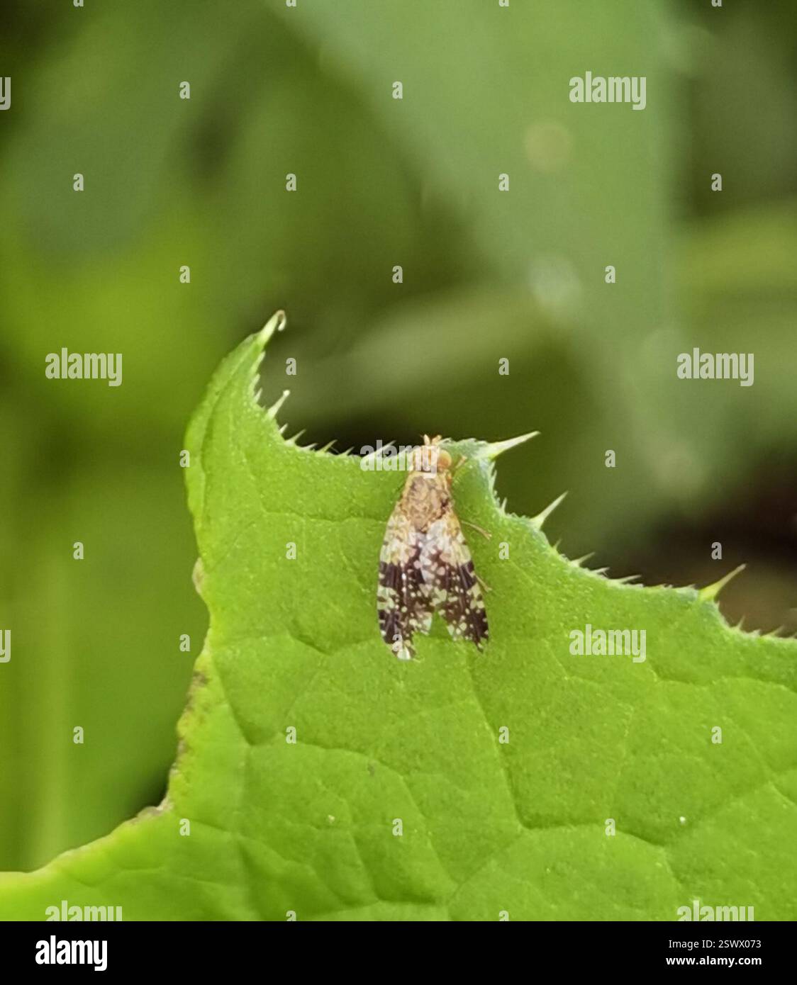 (Tephritis), Insecta, Northeim, Deutschland, fly-like insect with black ...