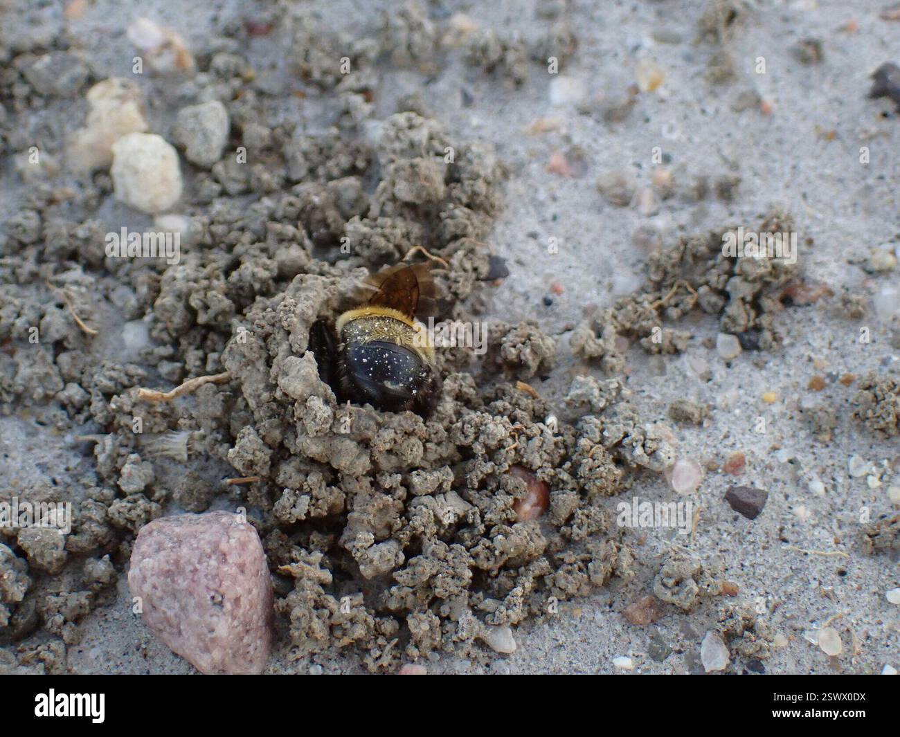 Bumblebee-like Digger Bee (Anthophora bomboides), Insecta, Val Marie No ...