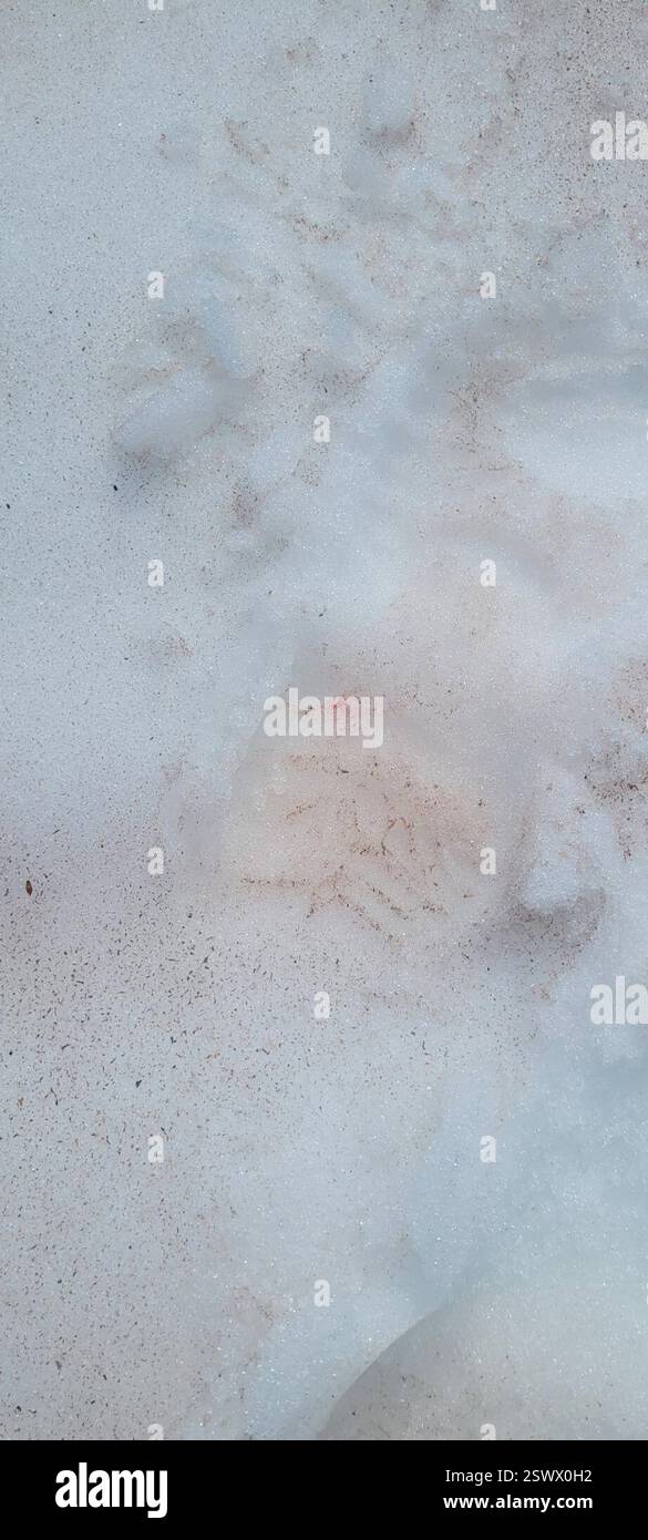watermelon snow (Chlamydomonas nivalis), Plantae, Smithers, BC V0J 2N0 ...