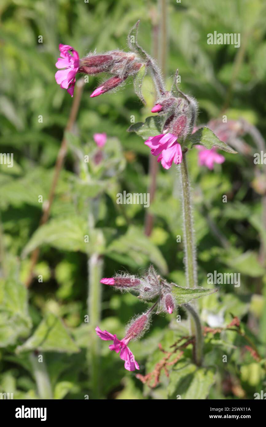 red campion (Silene dioica), Plantae, Llyn Rhos Ddu, Chapel Street ...