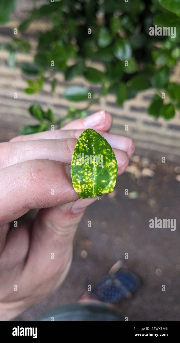 Euonymus Scale (Unaspis euonymi), Insecta, London E12, UK Stock Photo ...