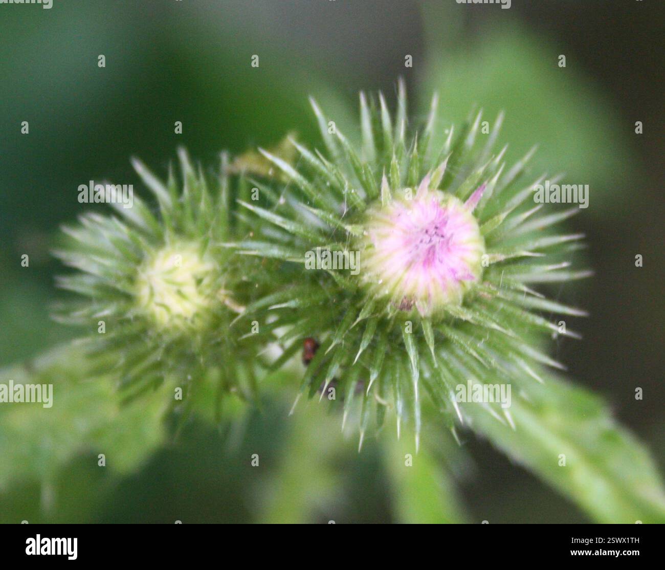 Welted Thistle (Carduus crispus), Plantae, Godętowo, Polska Stock Photo ...