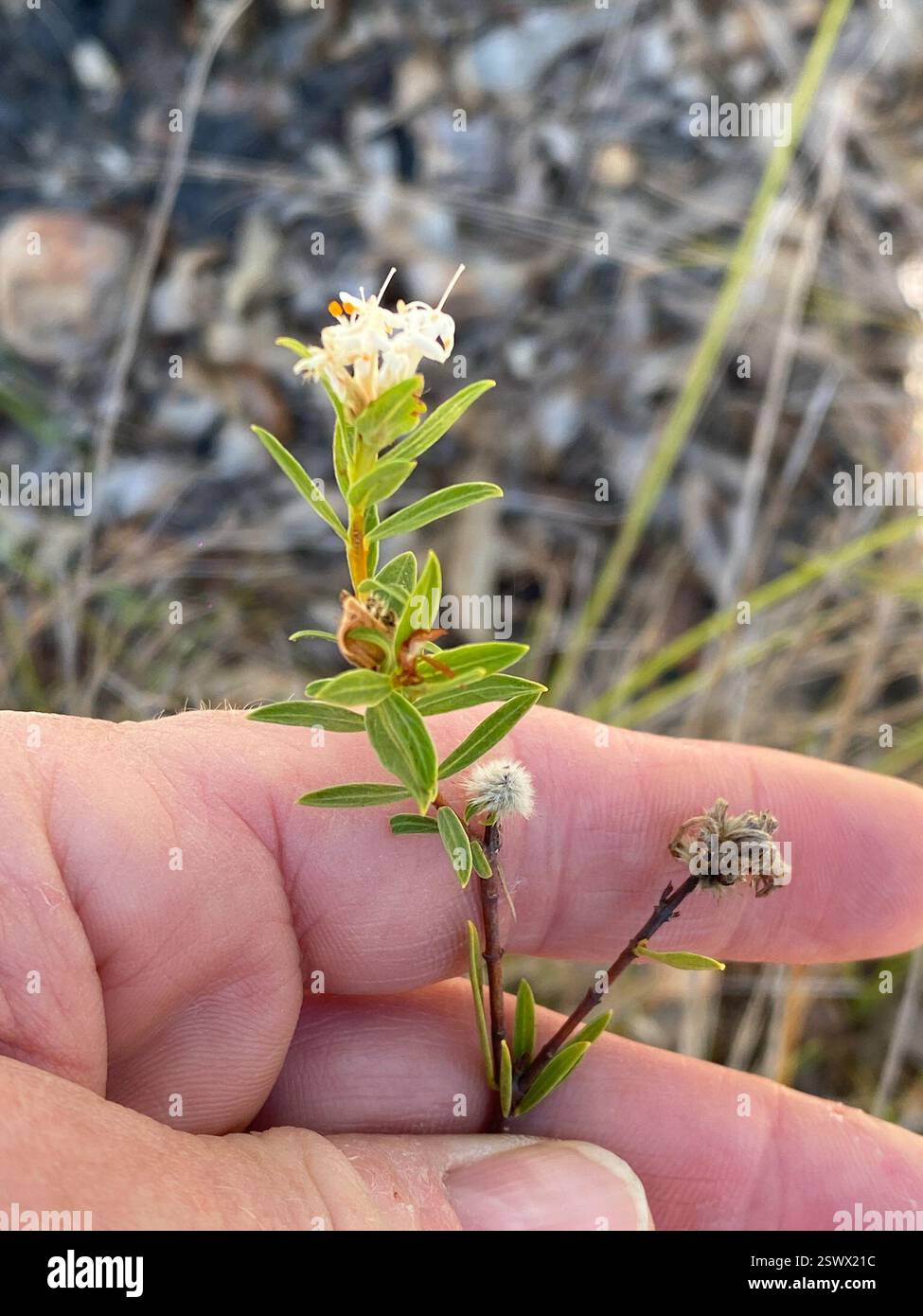 Queen of the Bush (Pimelea linifolia), Plantae, Mount Barney ...