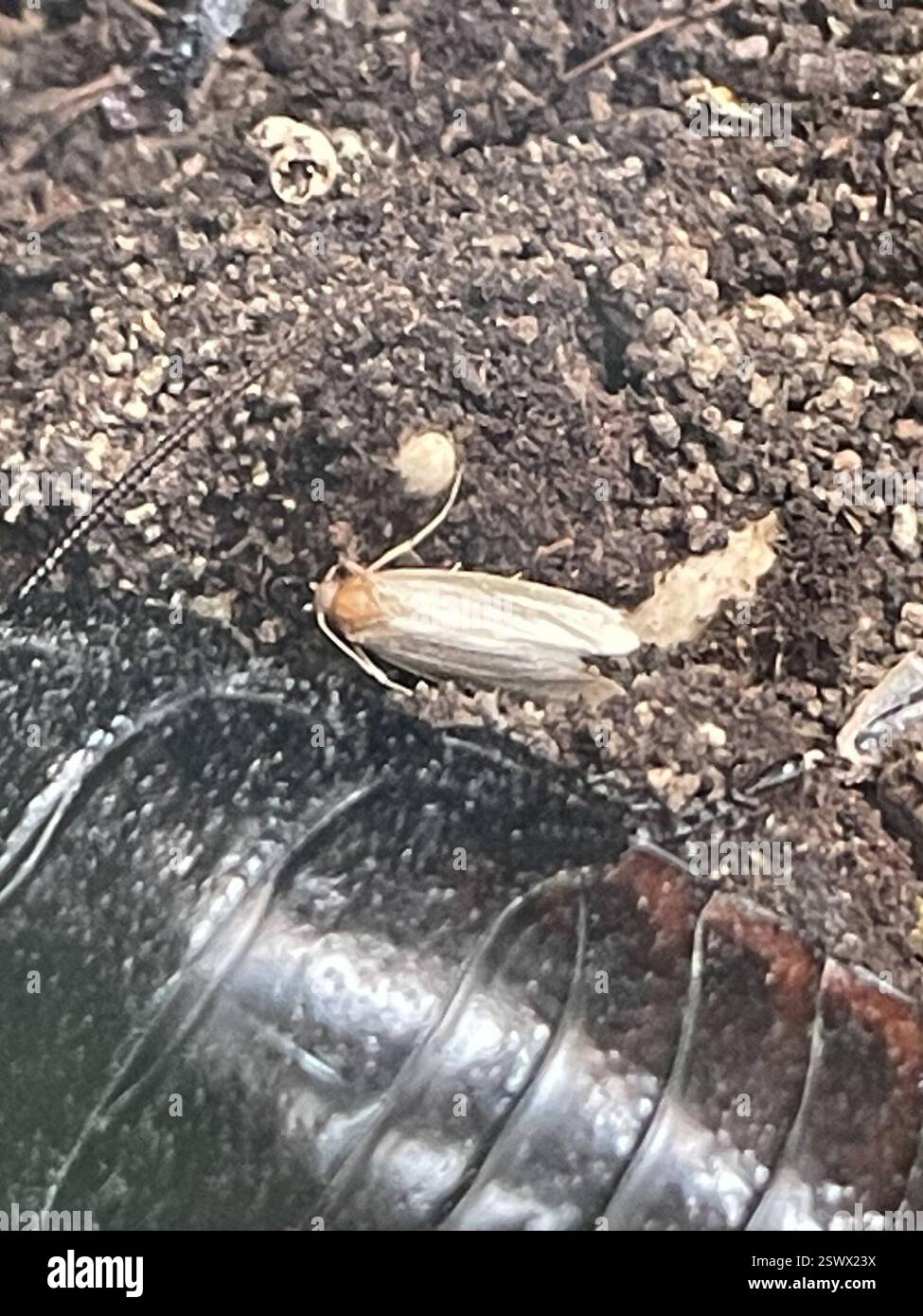 Lesser Wax Moth (Achroia grisella), Insecta, Dallas Zoo, Dallas, TX, US ...