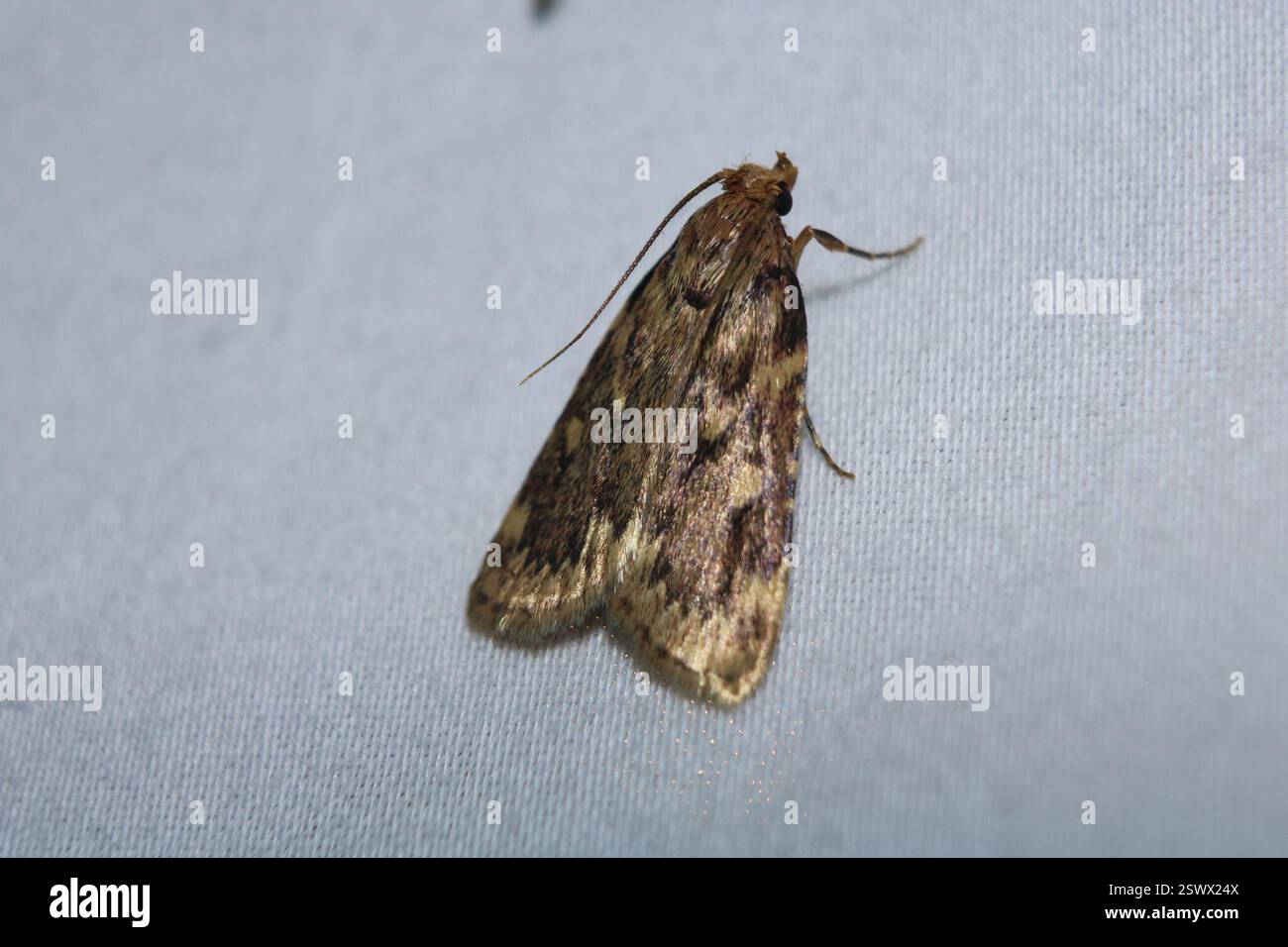 Grease Moth (Aglossa cuprina), Insecta, Mile Island Moth Sheet Stock ...