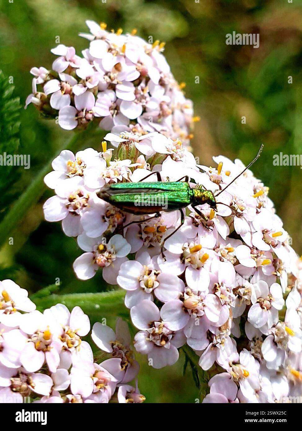 Thick-legged Flower Beetle (Oedemera nobilis), Insecta, Royal Navy ...