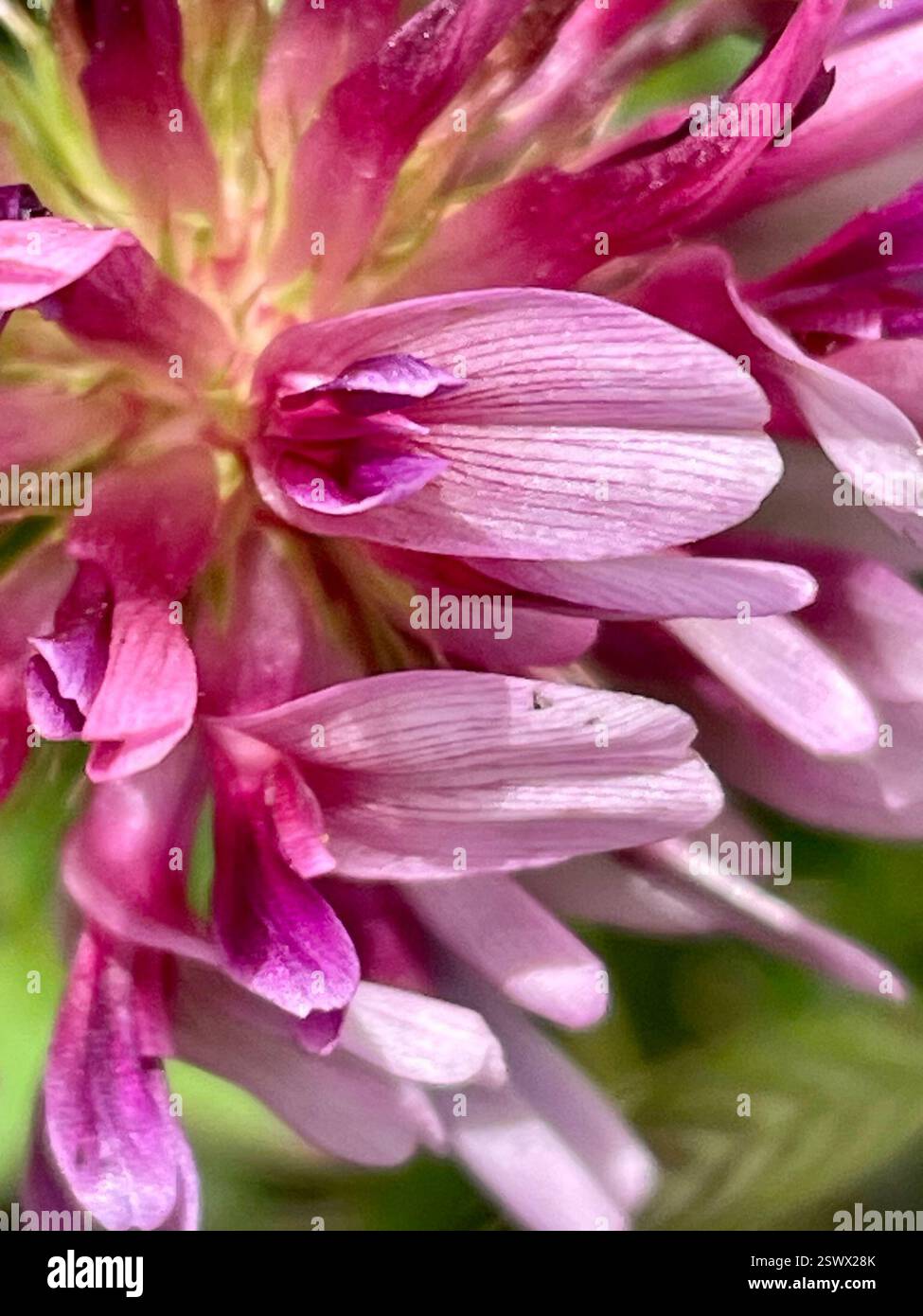 springbank clover (Trifolium wormskioldii), Plantae, 17 Mile Dr, Pebble ...
