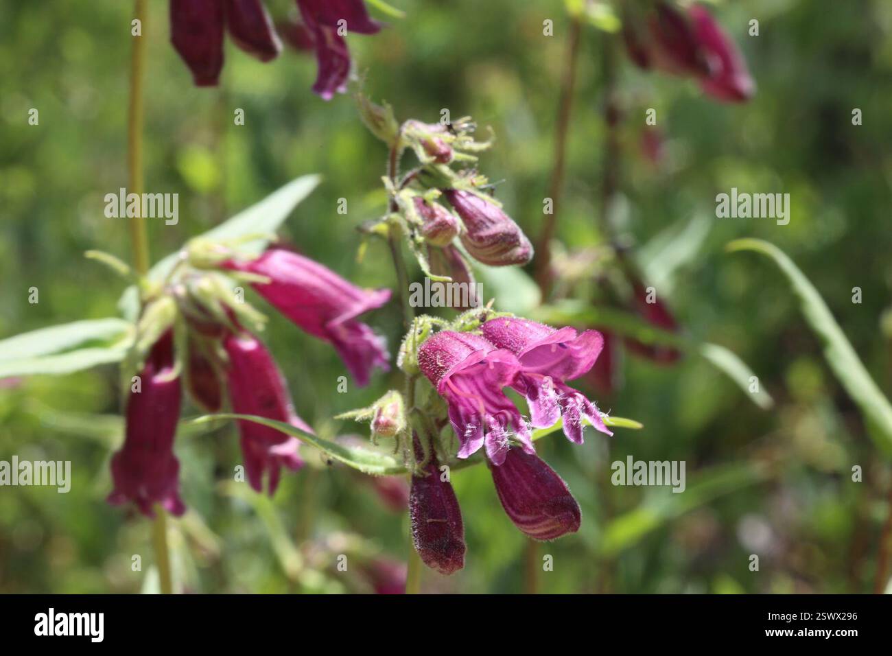 Whipple's penstemon (Penstemon whippleanus), Plantae, Los Alamos County ...