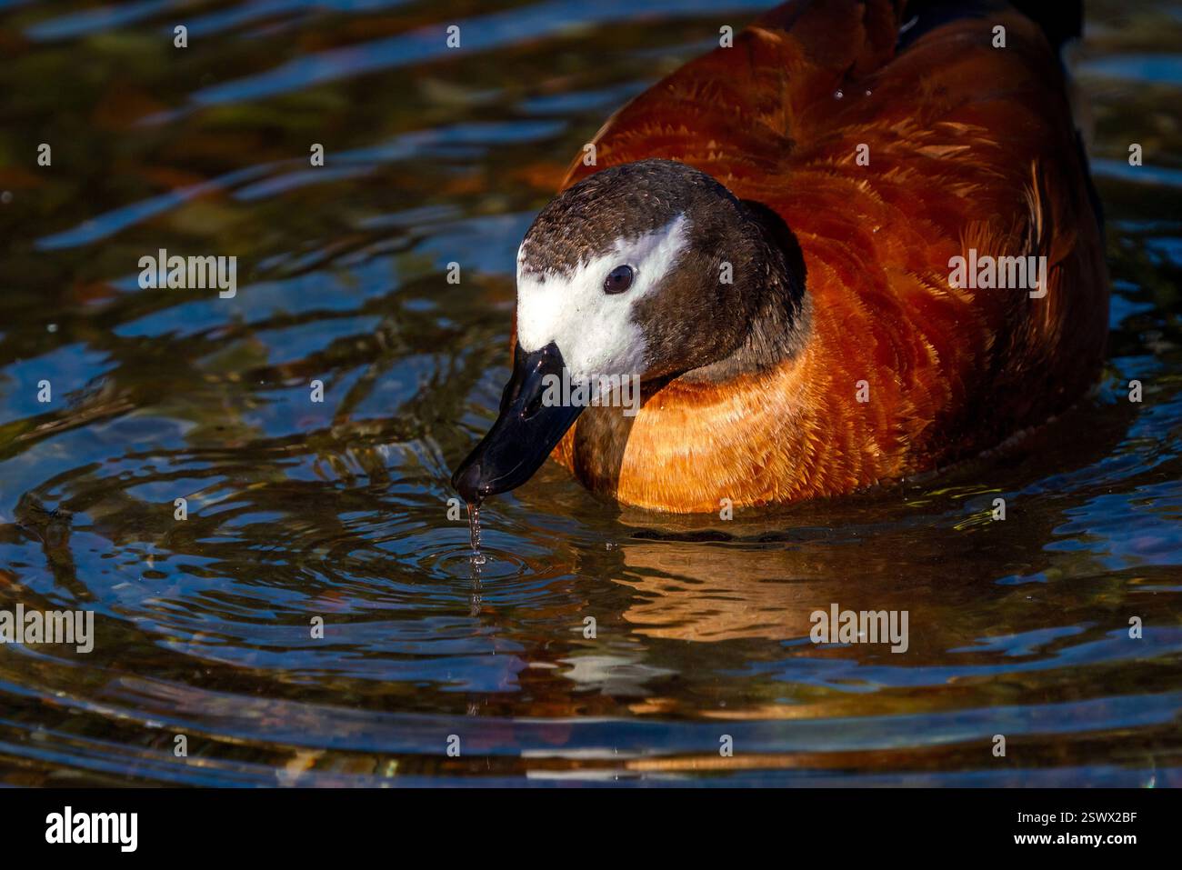 South African shelduck duck feeding by swimming in the water Stock ...