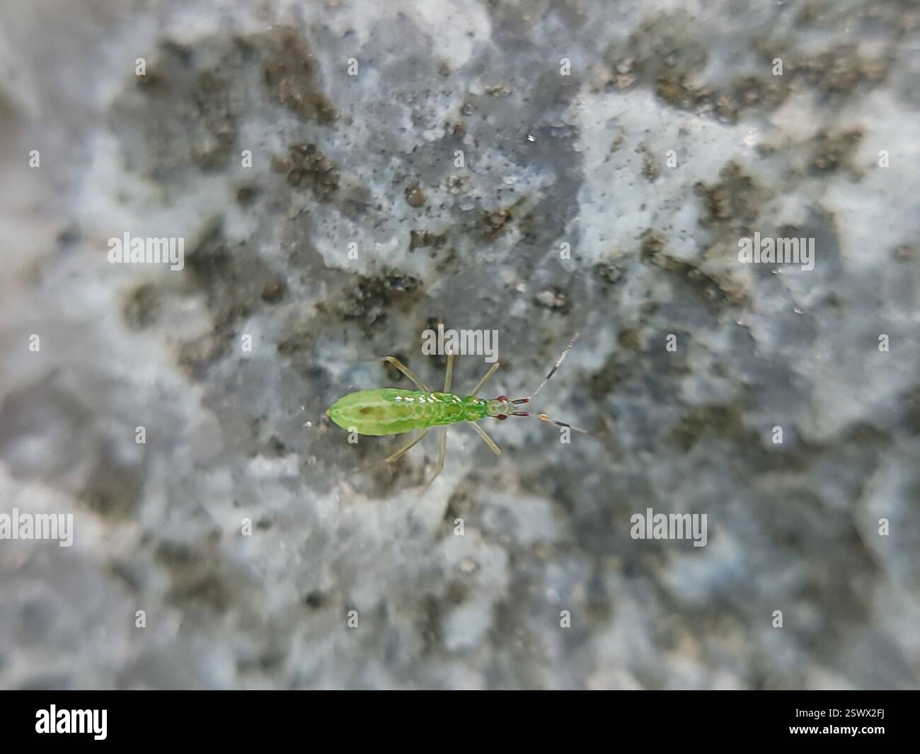 Cimicomorph Bugs (Cimicomorpha), Insecta, Glen Arbor, MI 49636, USA ...