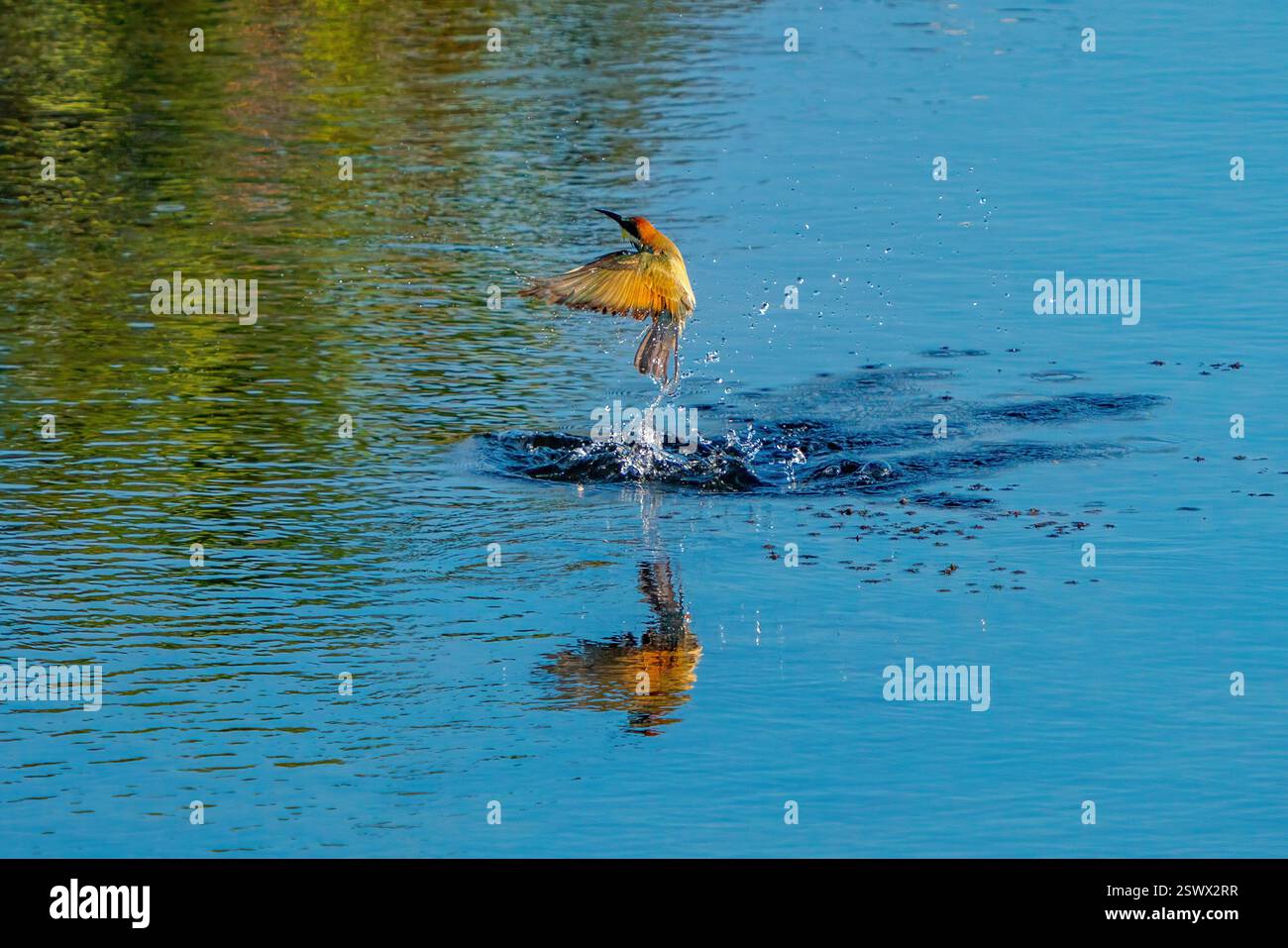 Bee-eater diving in and out of the water Stock Photo - Alamy