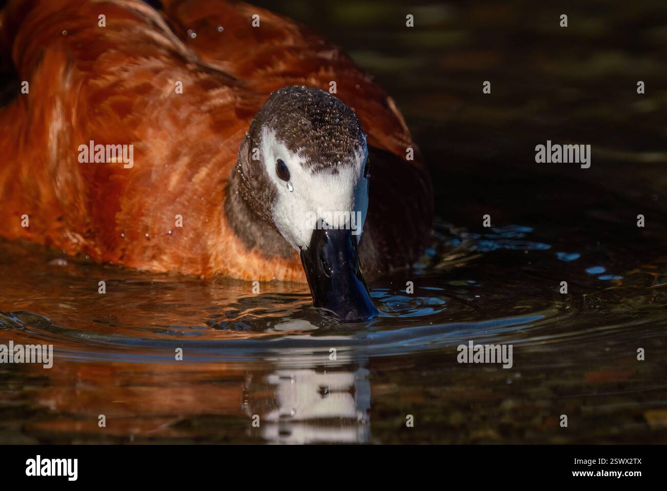 South African shelduck duck feeding by swimming in the water Stock ...