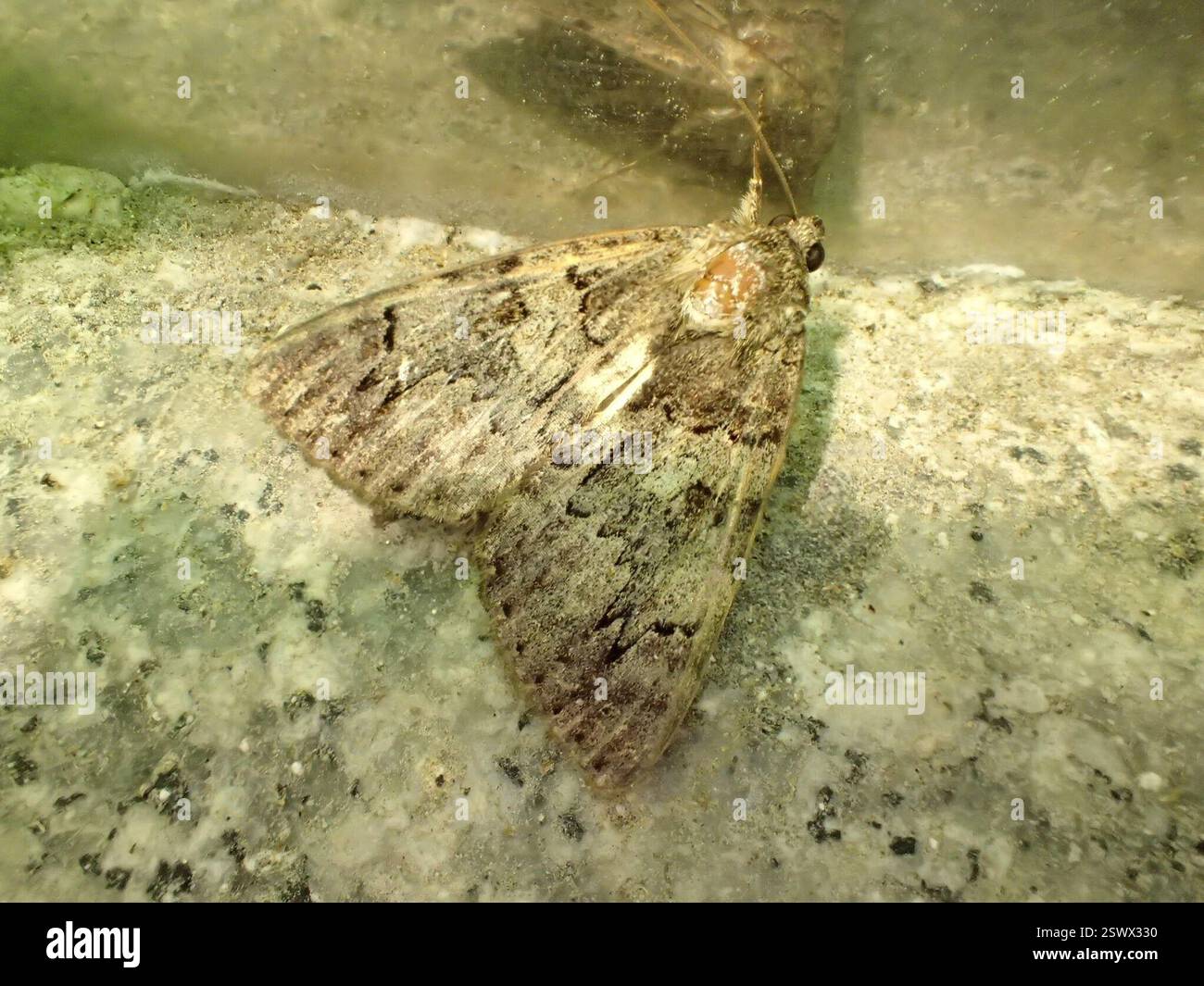 (Catocala patala), Insecta, Nagano, JP Stock Photo - Alamy