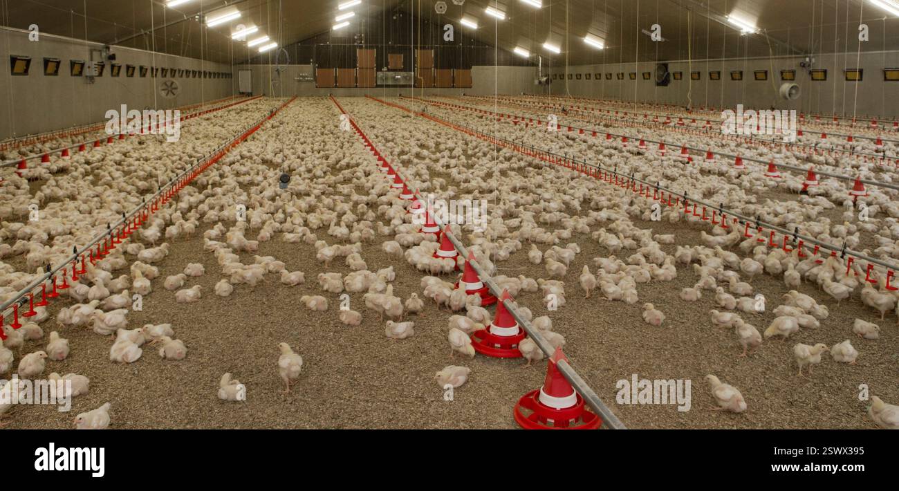Chicken in modern barn. Modern poultry farming in the Netherlands Stock ...