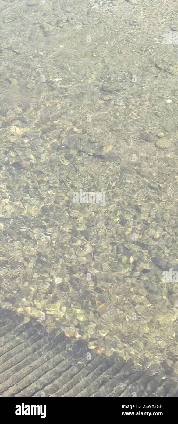 Common Barbel (Barbus barbus), Actinopterygii, 48210 La Malène, France ...