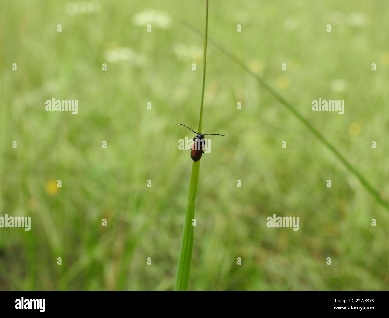 (Stenoria analis), Insecta, Neckarau, 68199 Mannheim, Germany Stock ...