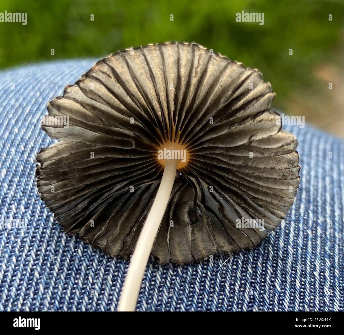 (Parasola), Fungi, Hannum Dr, Los Angeles, CA, US Stock Photo - Alamy