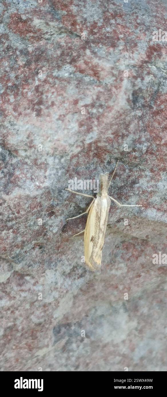 Barred Grass-veneer (Agriphila inquinatella), Insecta, Minera Quarry ...