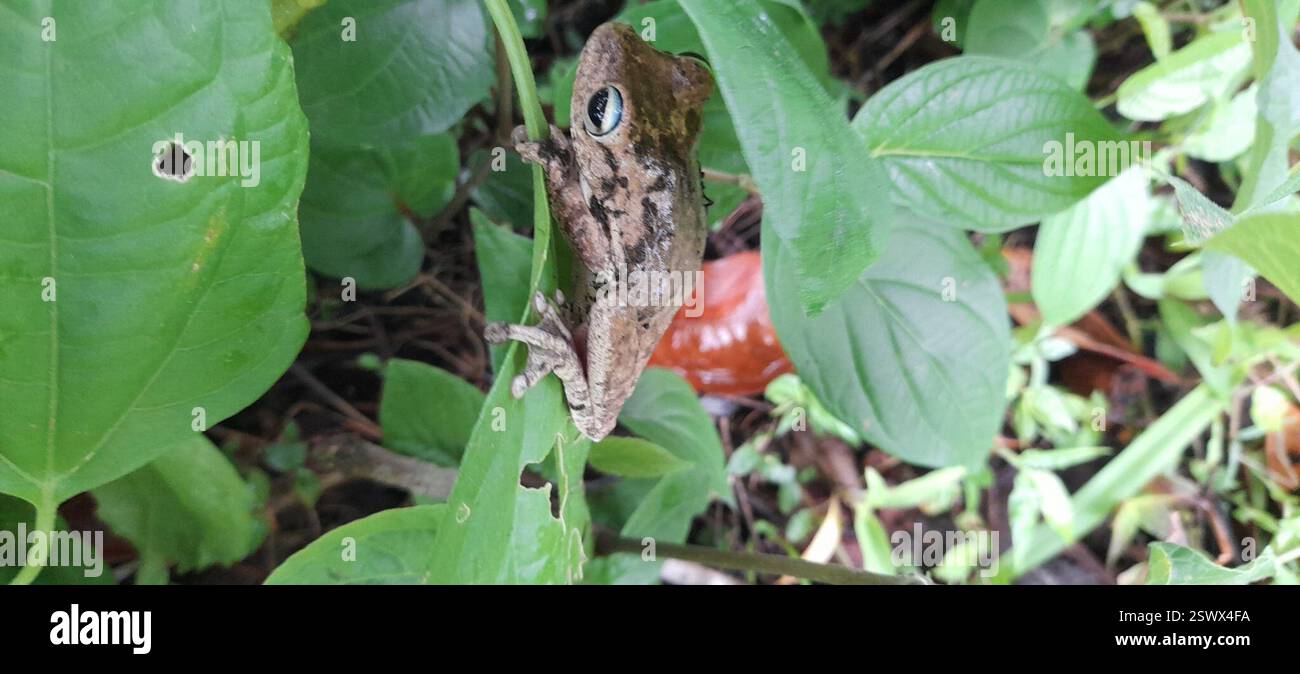Banana Tree Dwelling Frog (Boana platanera), Amphibia, Antón, Panamá ...