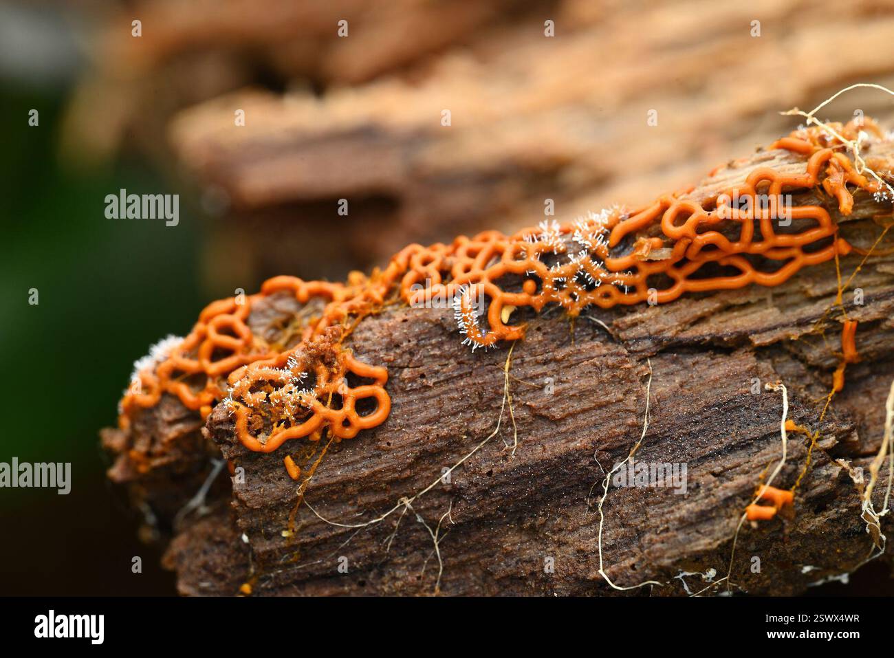 Pretzel slime mold (Hemitrichia serpula), Protozoa, 中国浙江省杭州市西湖区 Stock Photo - Alamy