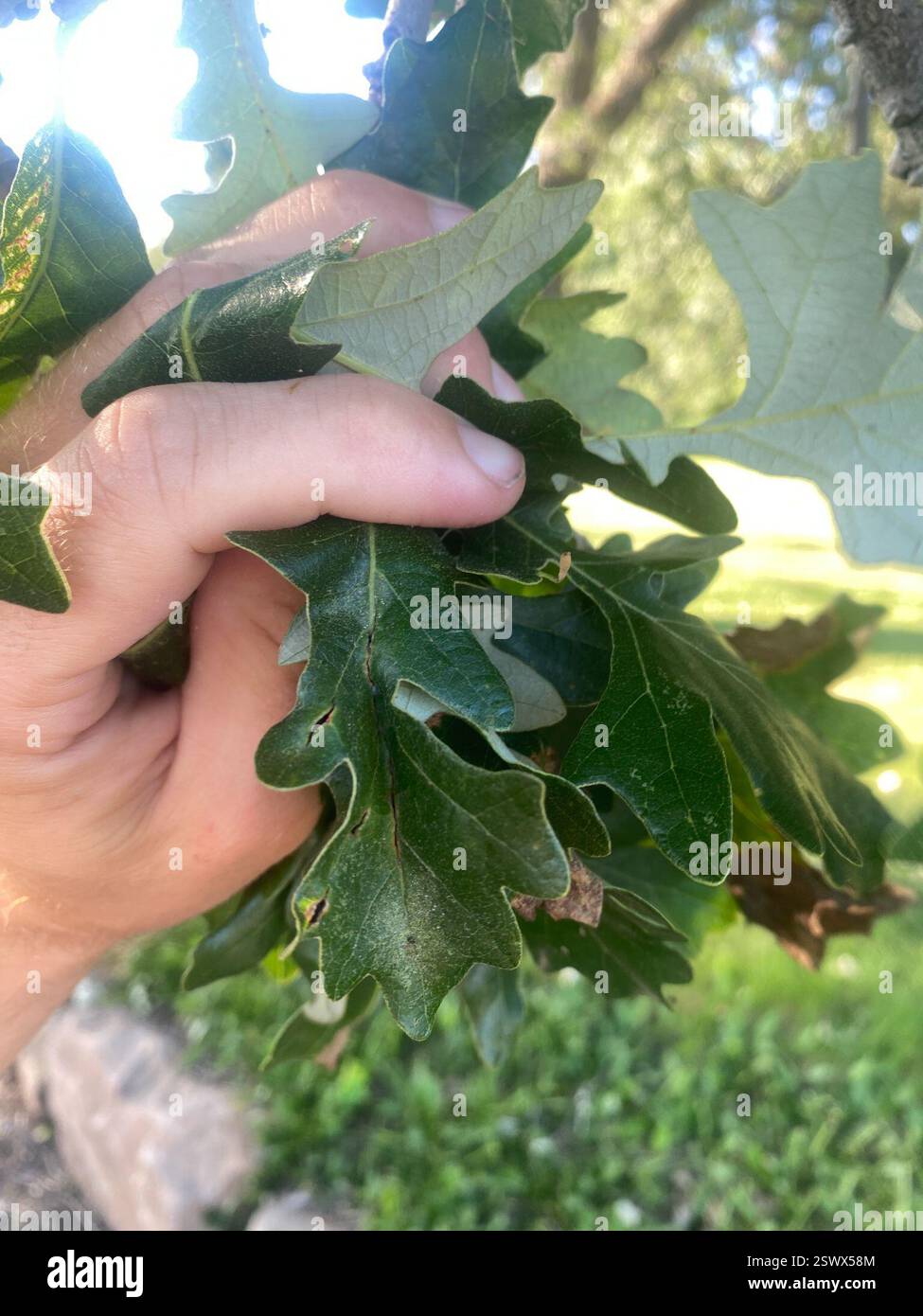 Winged and Once-winged Insects (Pterygota), Insecta, Runestone Co Park ...