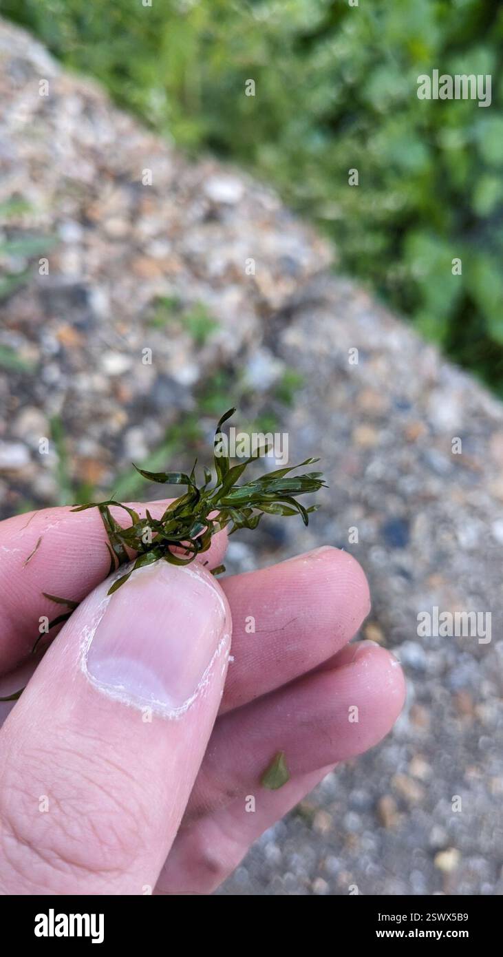 Nuttall's Waterweed (Elodea nuttallii), Plantae, London N17, UK Stock ...