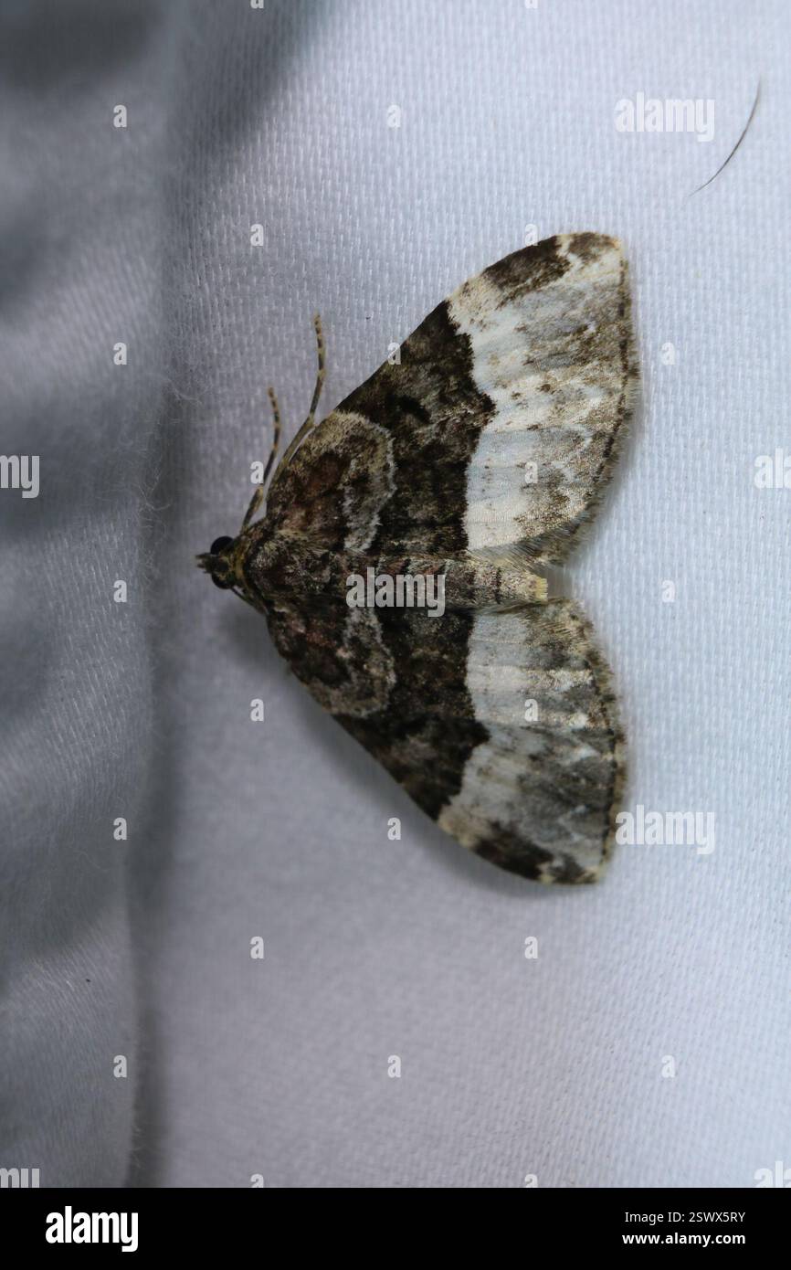 American Sharp-angled Carpet (Euphyia intermediata), Insecta, Mile Island Moth Sheet Stock Photo ...